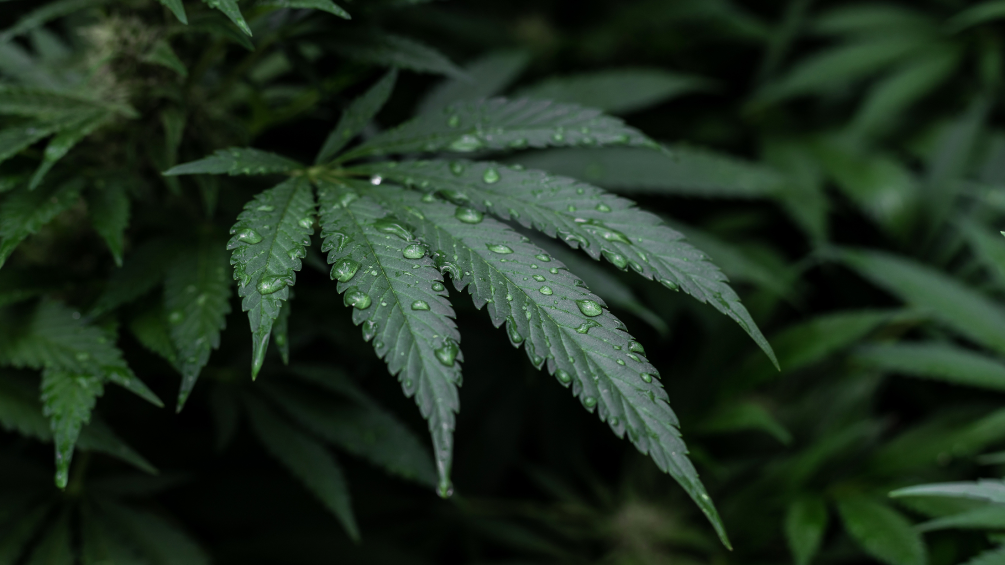 Parenting and Pot: How CBD, THC, and Delta-8 Influence Child Custody ...